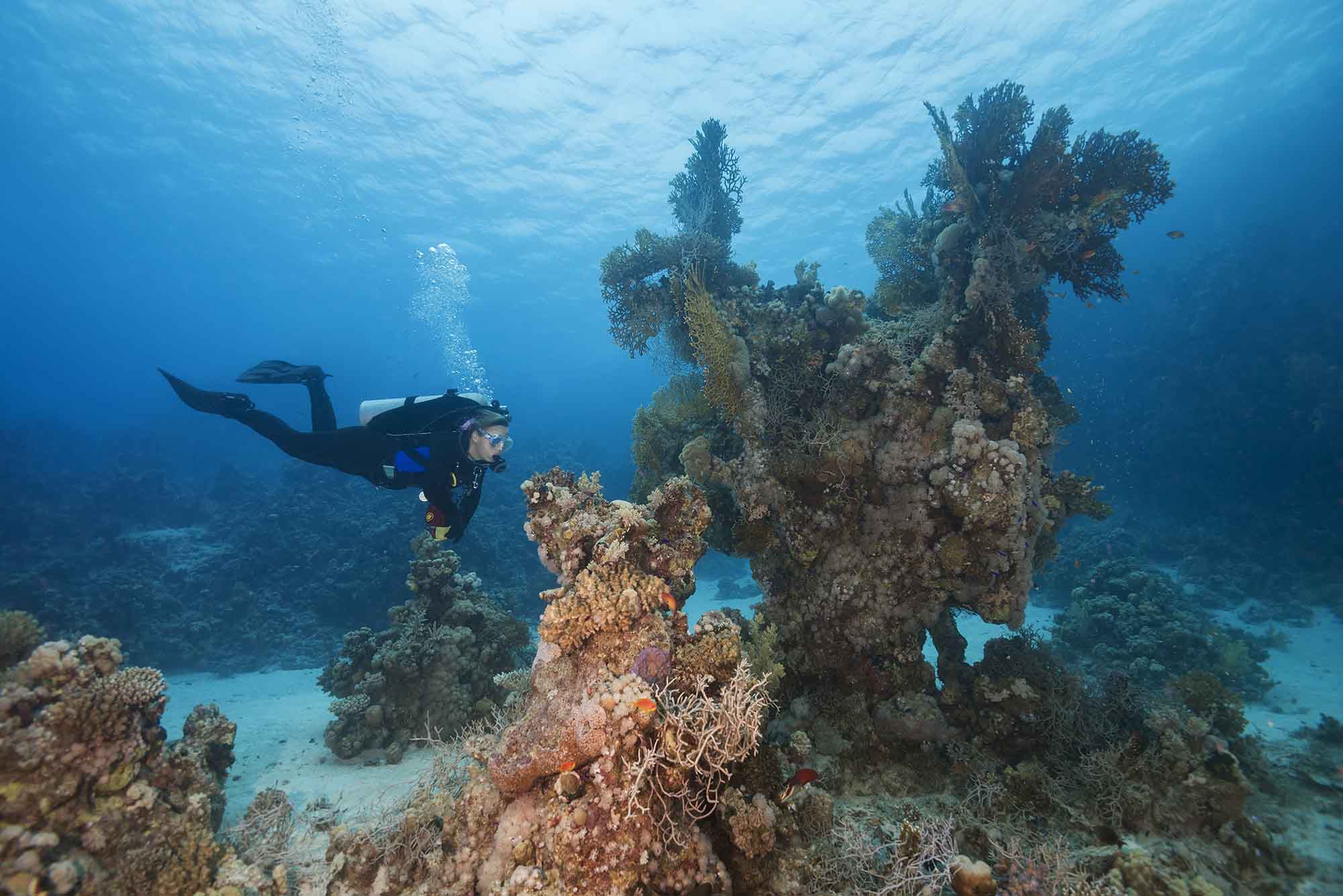 Coral reefs in the Red Sea may save reefs around the world – here’s how ...